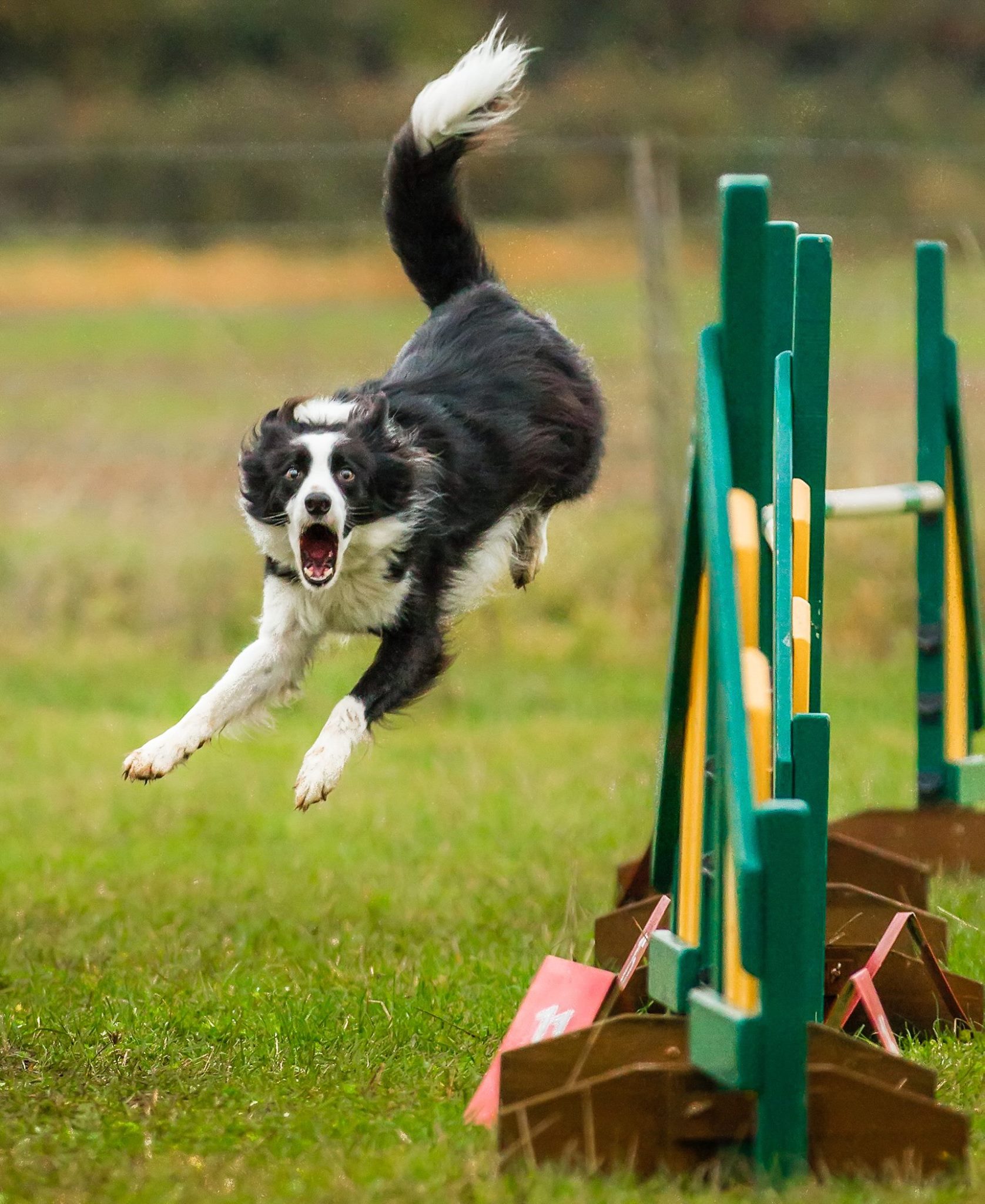 Agility Dogs Display Your Rosettes UK Agility Dogs Display Your Rosettes UK